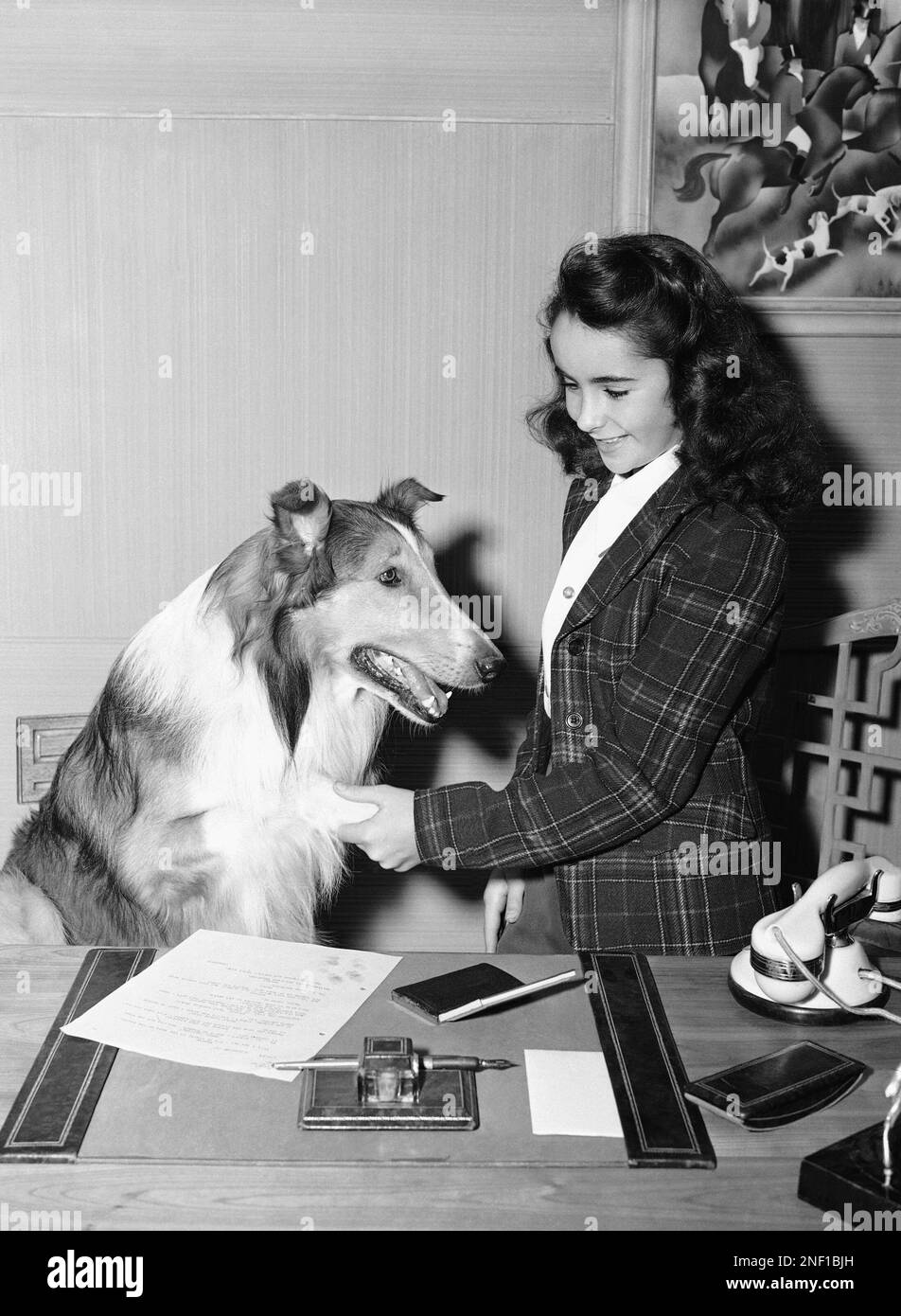 Lassie, the collie, that has become a star as a result of her ...