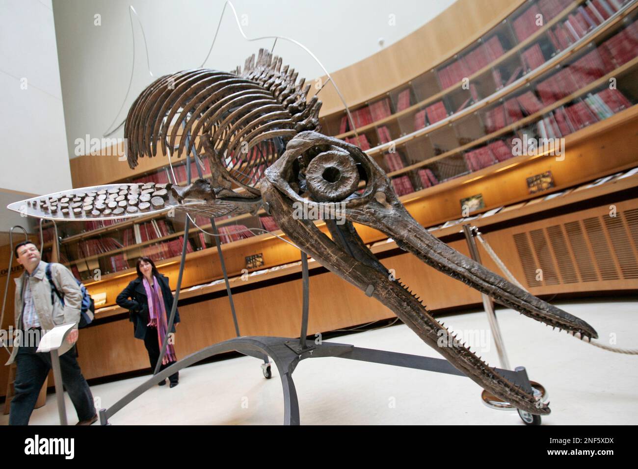 Visistors look at a skeleton of an Ophtalmosaurus, (164 to 144 million ...