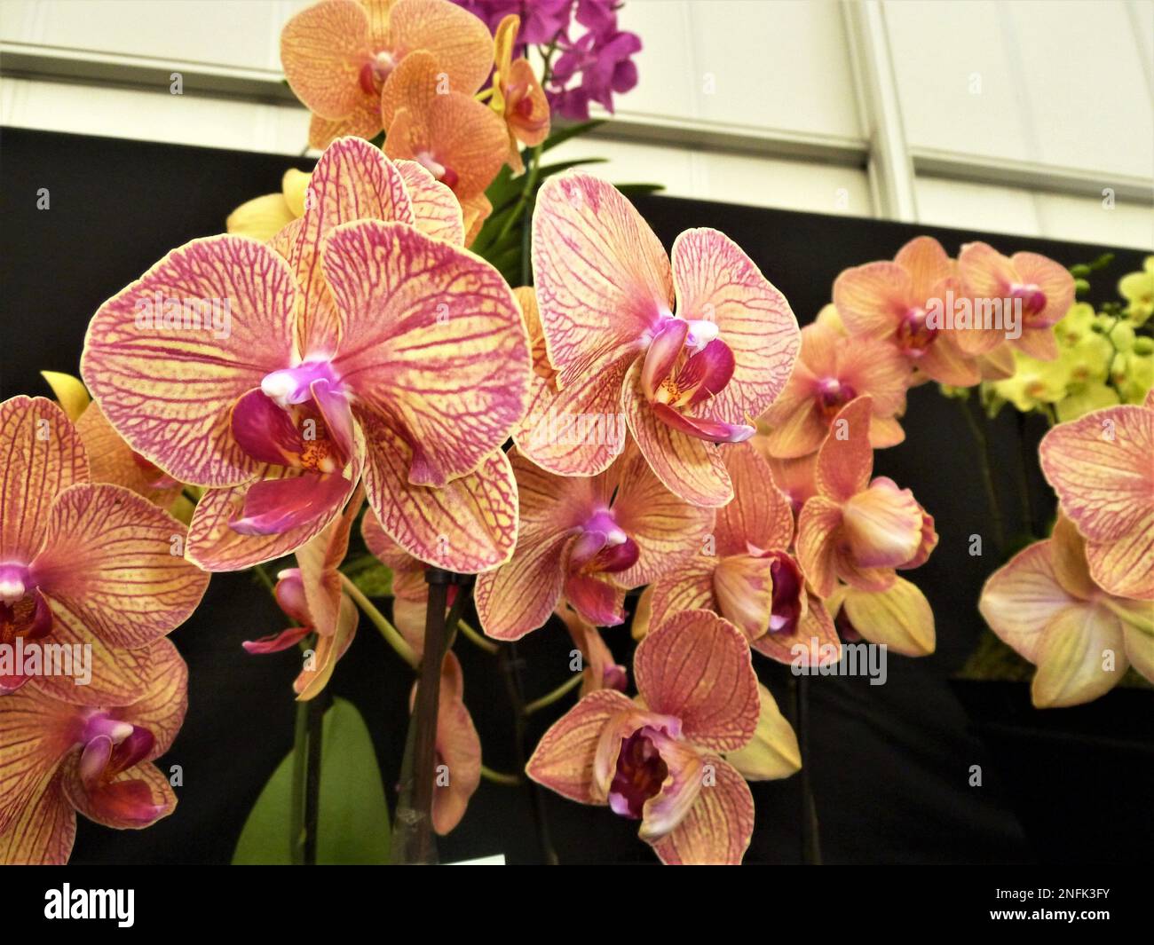 Birmingham botanical gardens -Fotos und -Bildmaterial in hoher ...
