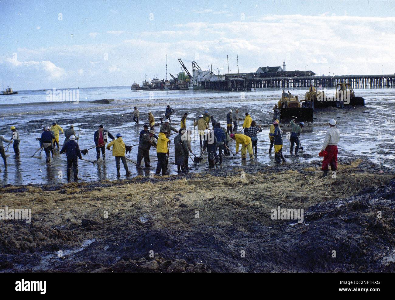 Workmen Using Pitchforks Rakes And Shovels Attempt To Clean Up Oil