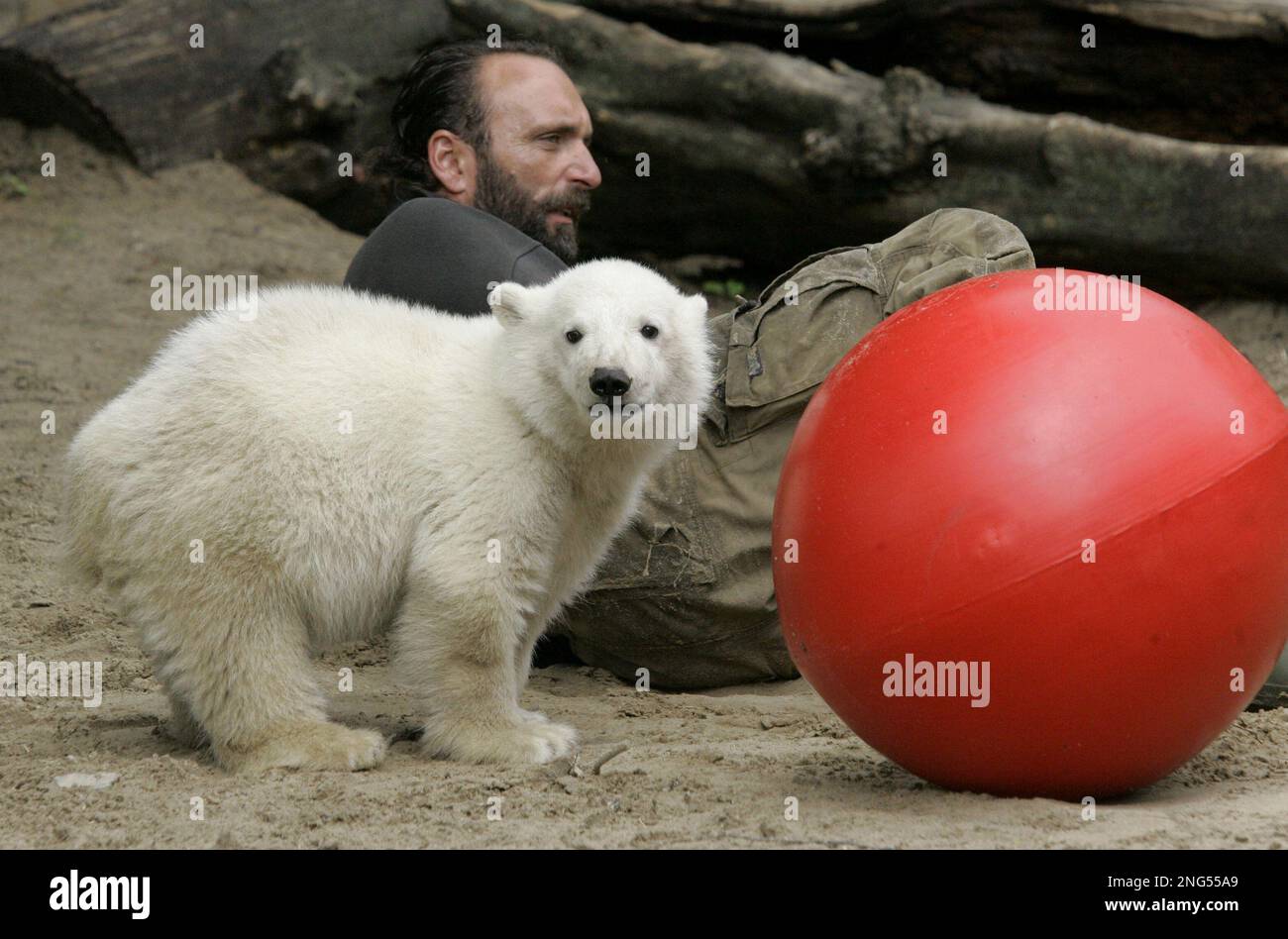 Eisbaer Knut spielt am Freitag, 11. Mai 2007, im Zoo Berlin mit ...