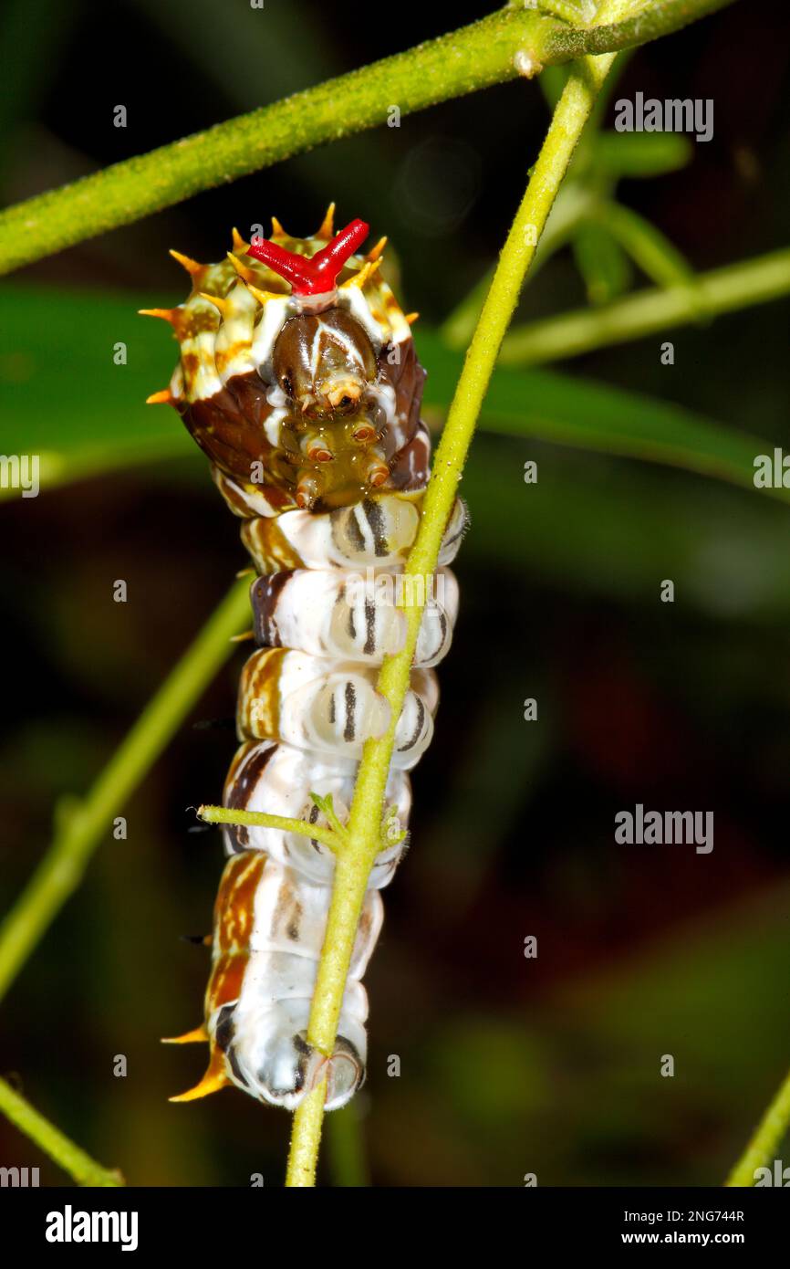 Raupe mit Schmetterling oder Raupe mit großer Raupe mit Zitrusschmetterling. Bei Störungen sind ...