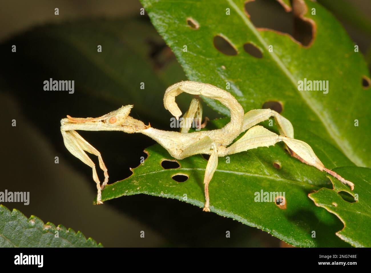 Spiny Leaf Insekt, Extatosoma tiaratum. Männlich, auch bekannt als ...