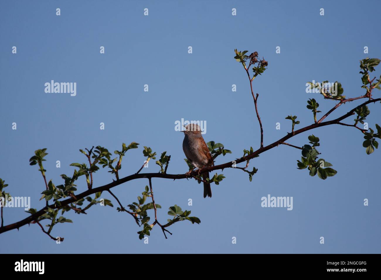 Sitzt auf einem busch singen -Fotos und -Bildmaterial in hoher ...