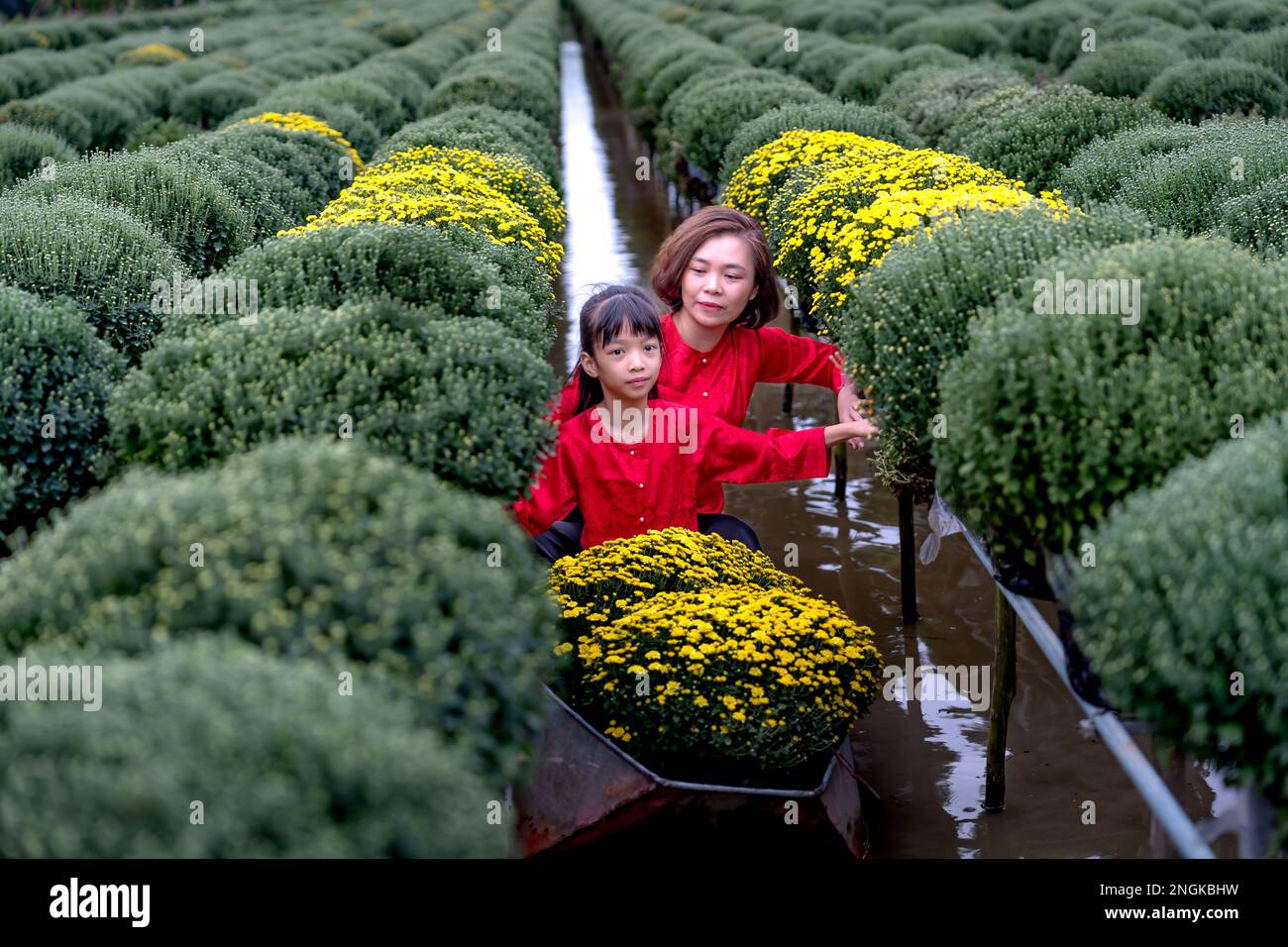 Die Bauern bereiten sich auf die Blumenernte für das neue Mondjahr 2023 ...