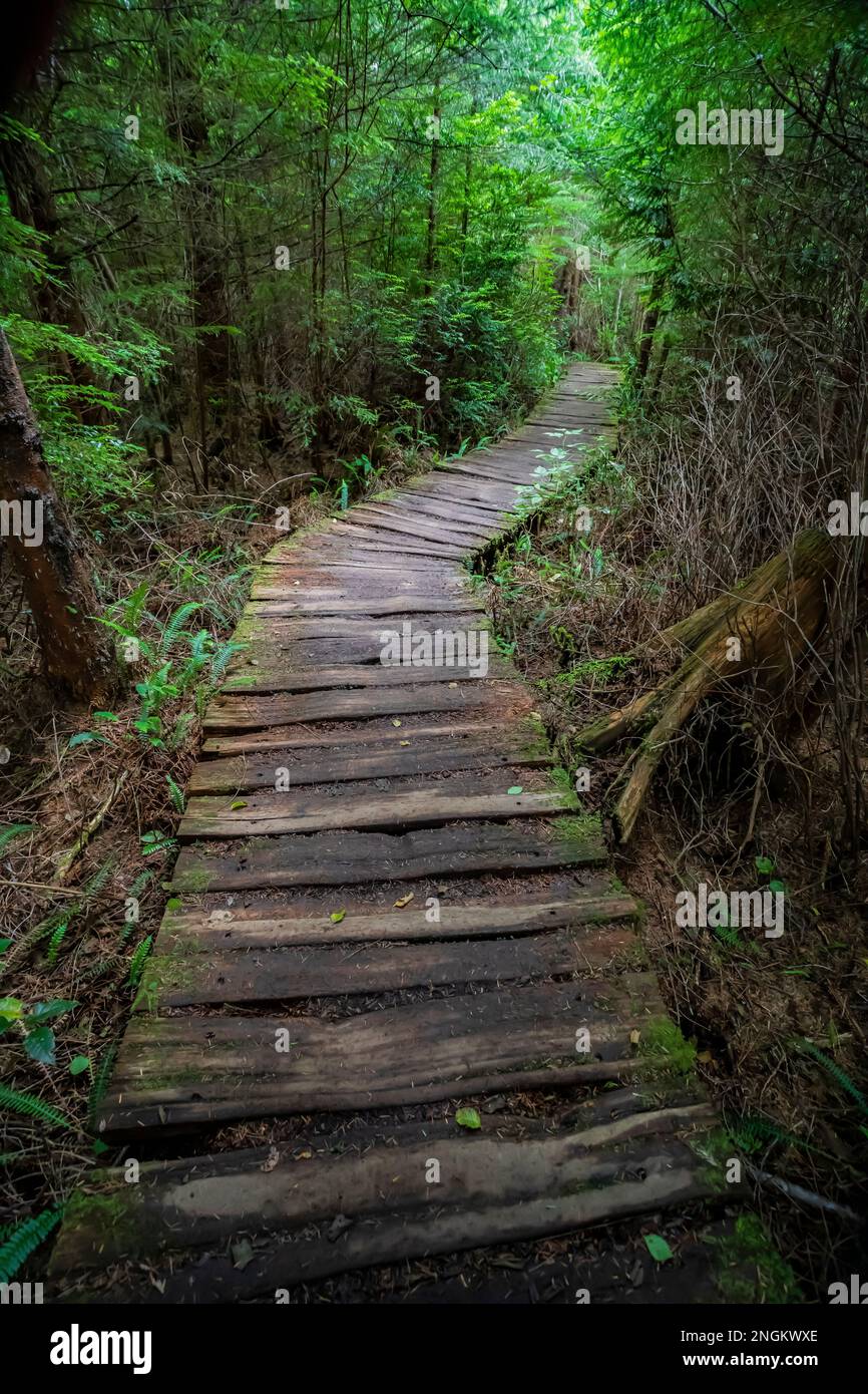 Der Weg zum Shi Beach im Olympic-Nationalpark führt durch die Makah ...