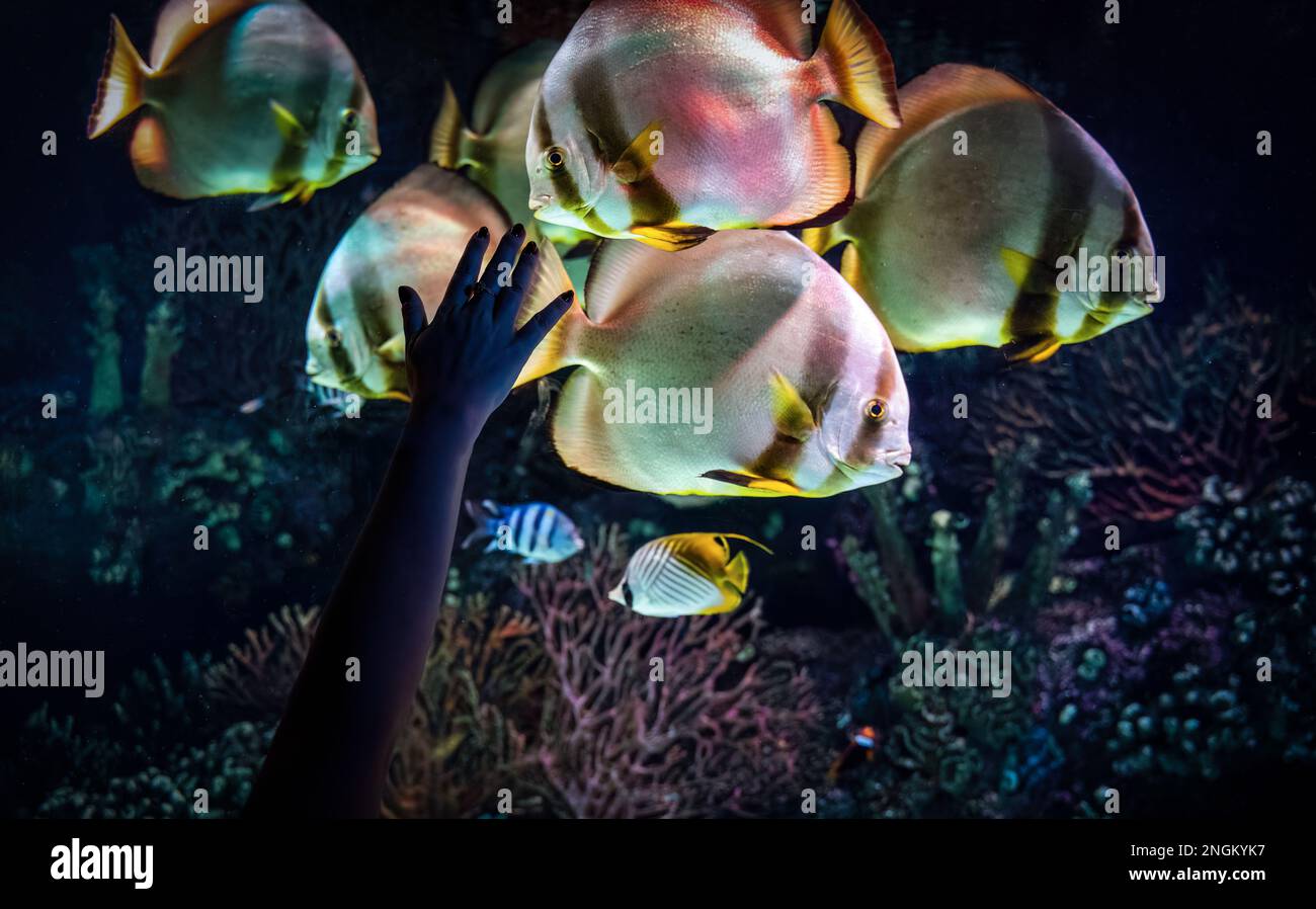 Eine menschliche Hand vor einem Glasaquarium besteht aus vielen ...