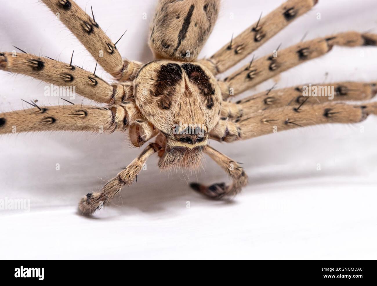Die Huntsman-Spinne - Heteropoda venatoria an einer weißen Wand in ...