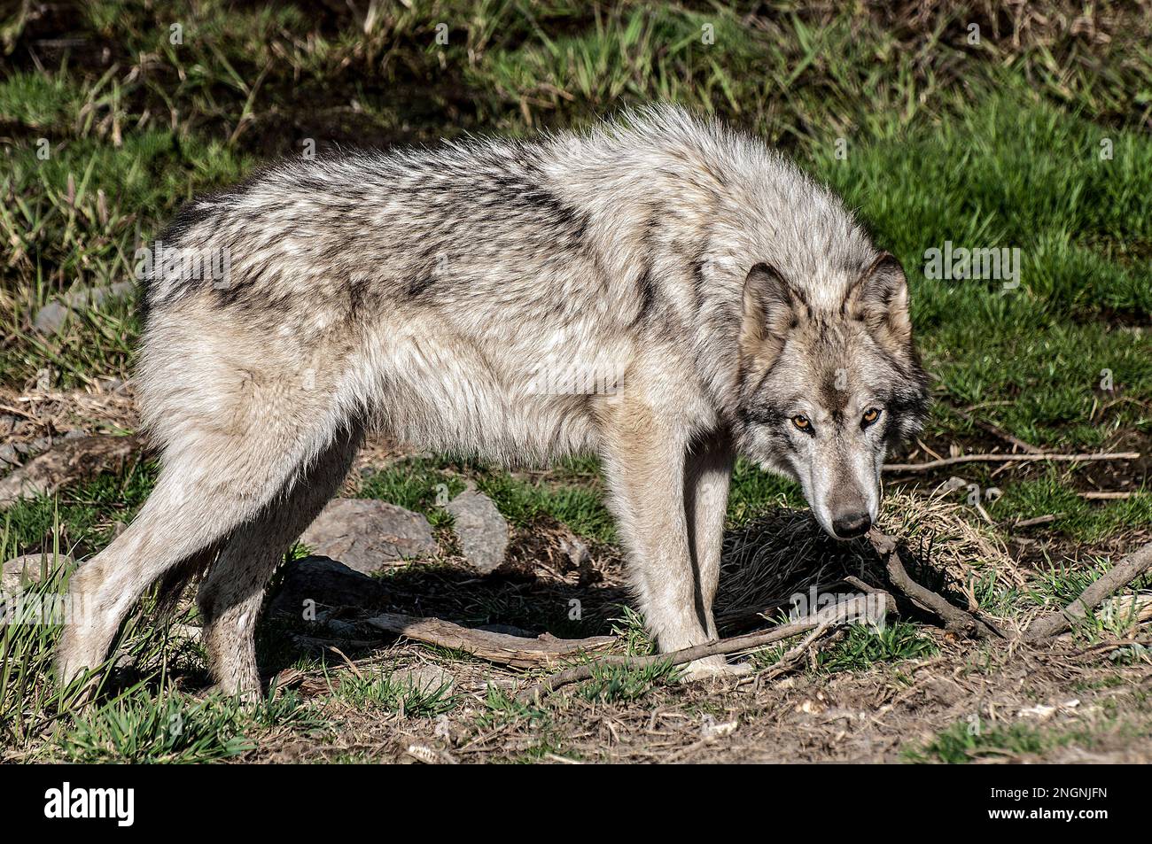 Nordamerikanischer timber wolf -Fotos und -Bildmaterial in hoher ...