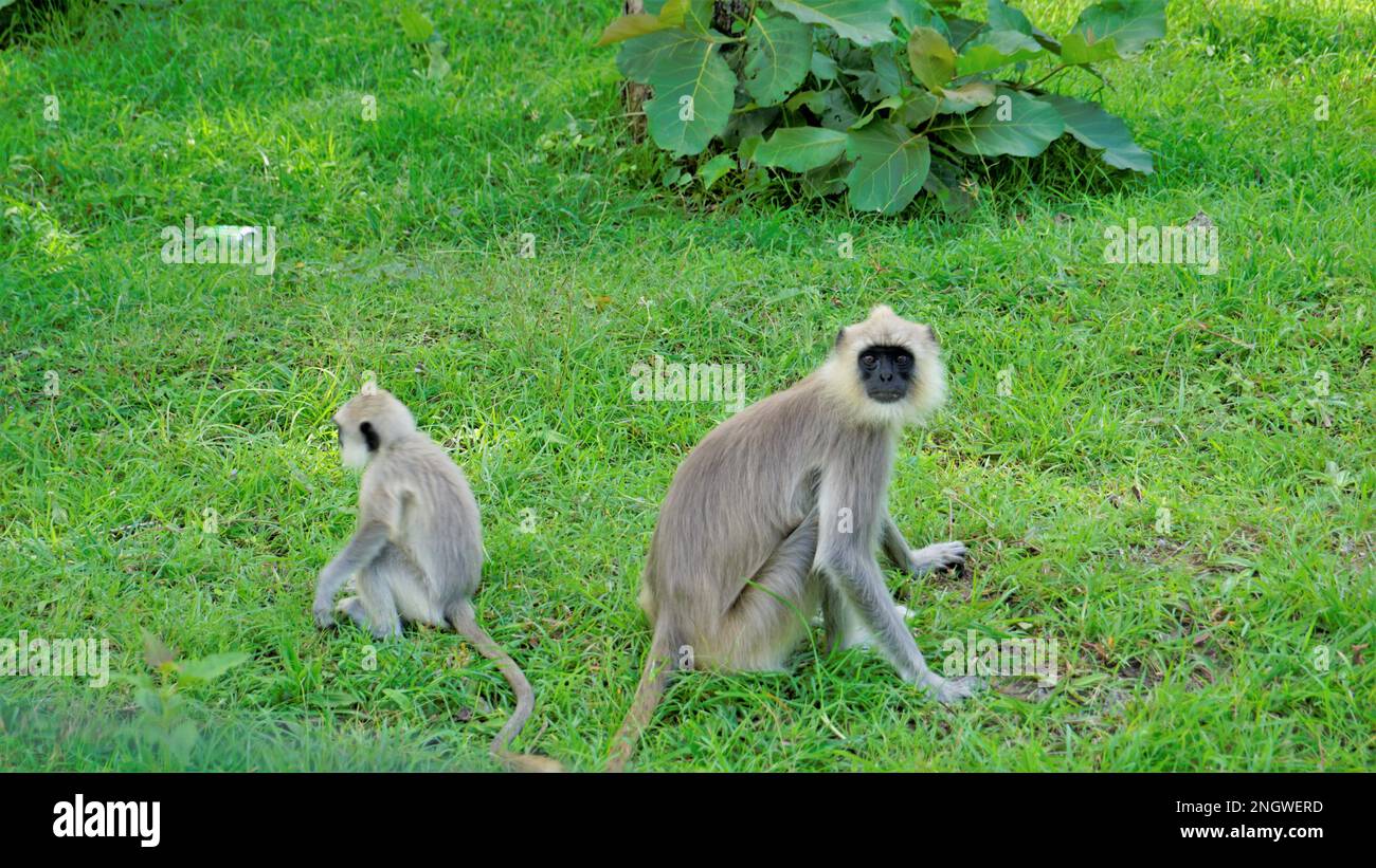 Weibliche Graulanguren, auch Hanuman-Affen oder Semnopithecus genannt ...