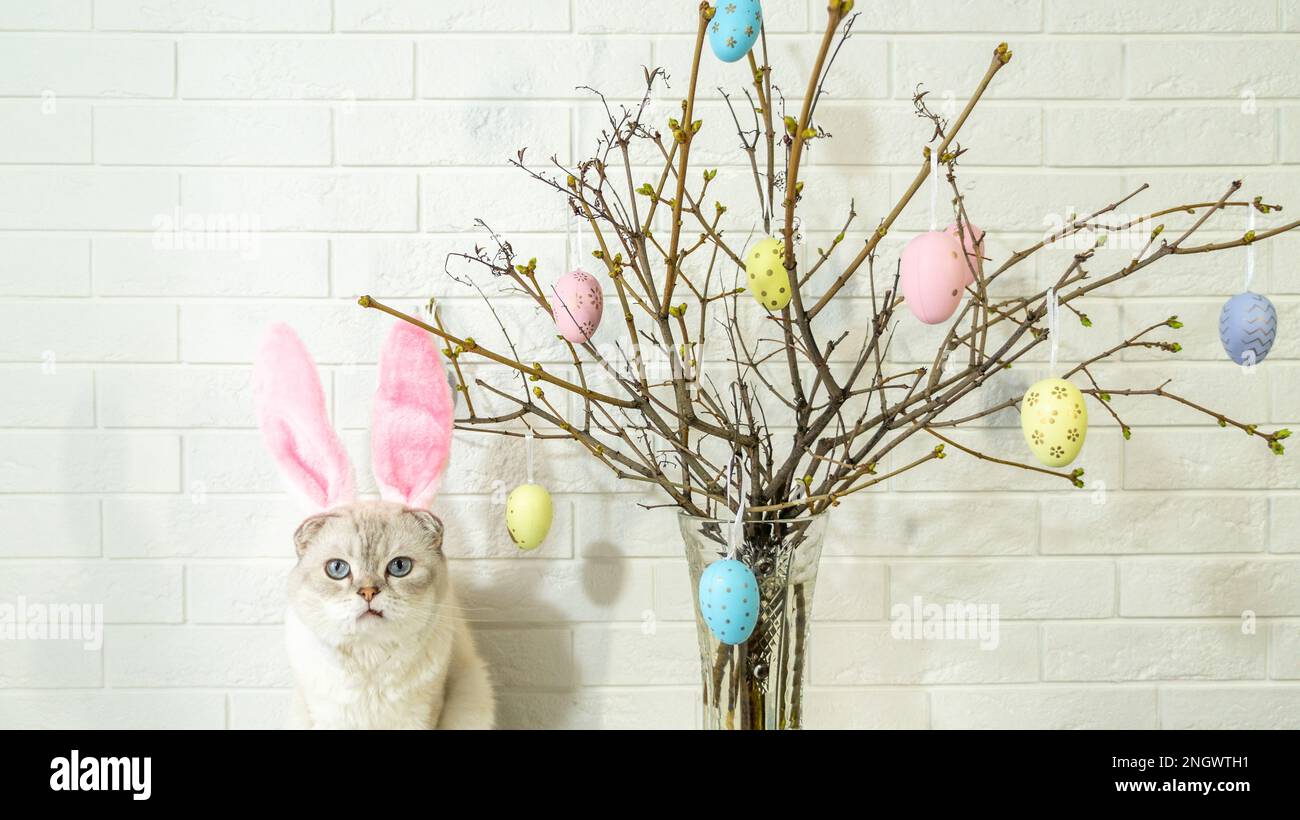 Eine weiße Katze mit Kaninchenohren. Osterbaum in einer Vase mit bunten ...