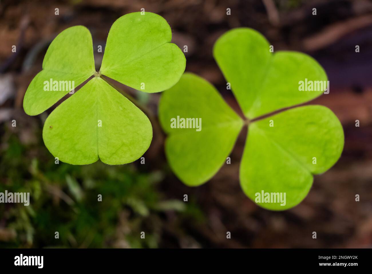 Kleeblatt reserve -Fotos und -Bildmaterial in hoher Auflösung – Alamy
