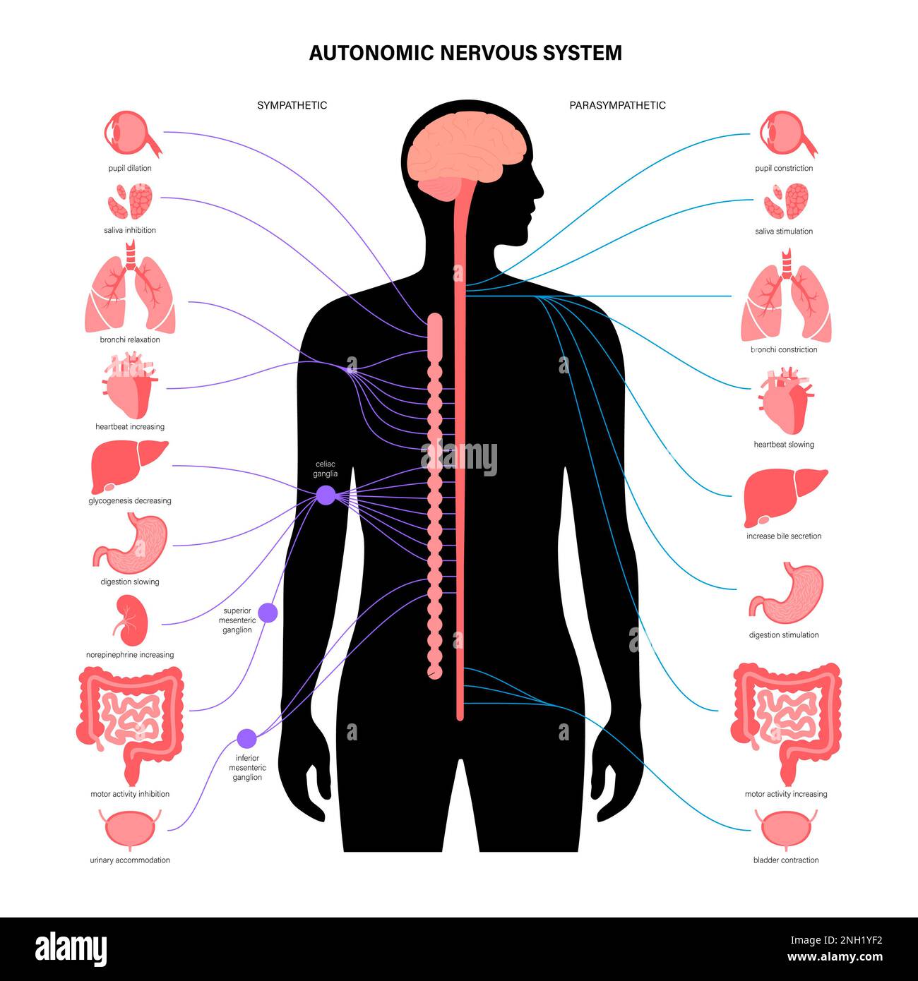 Abbildung der anatomie des sympathischen nervensystems -Fotos und ...
