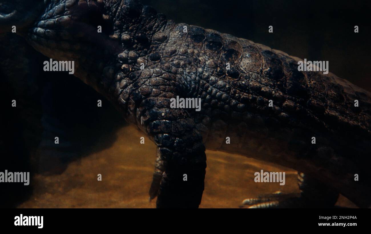 Ein wildes Tier wartet auf seine Beute. Das Auge eines Aligators sieht ...