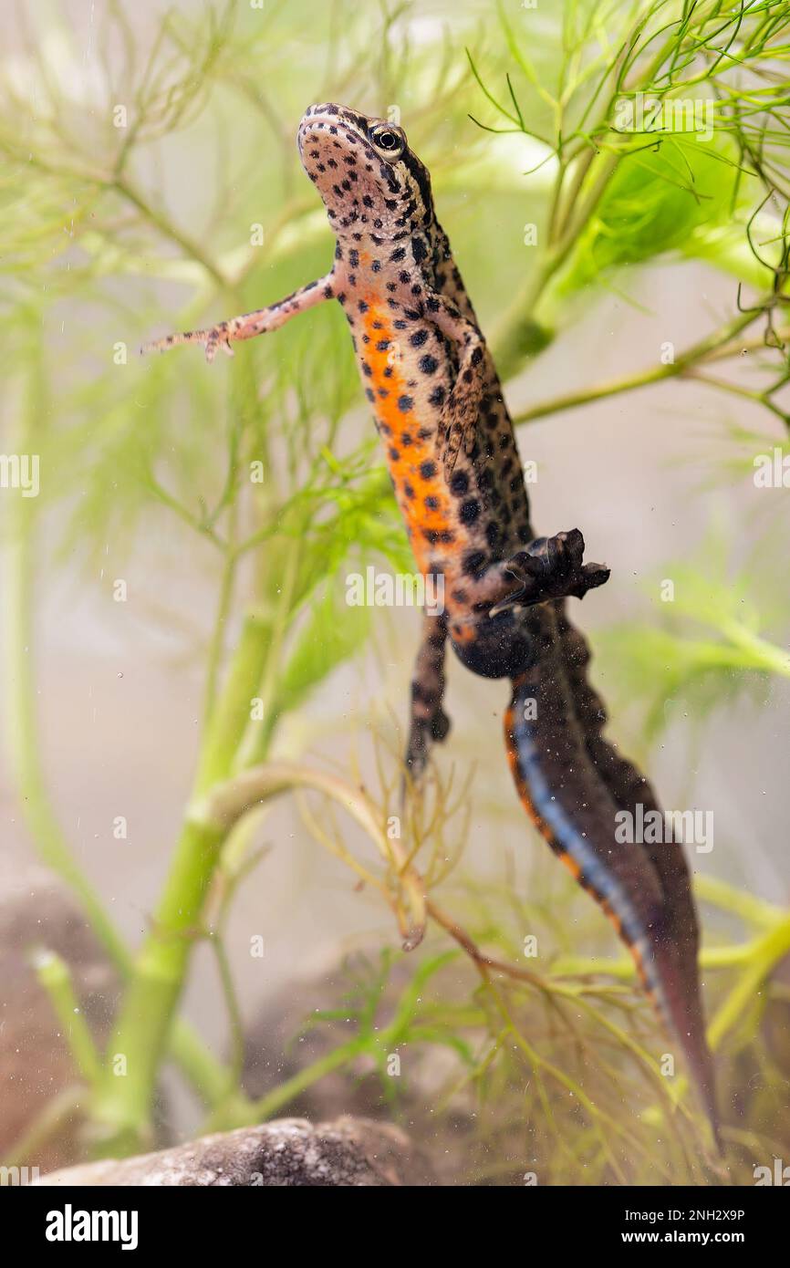 Gemeiner molch lissotriton vulgaris -Fotos und -Bildmaterial in hoher ...