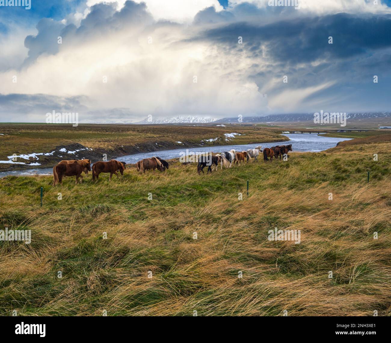 Isländische Pferde grasen auf Westisland, der Halbinsel Vatnsnes. In ...
