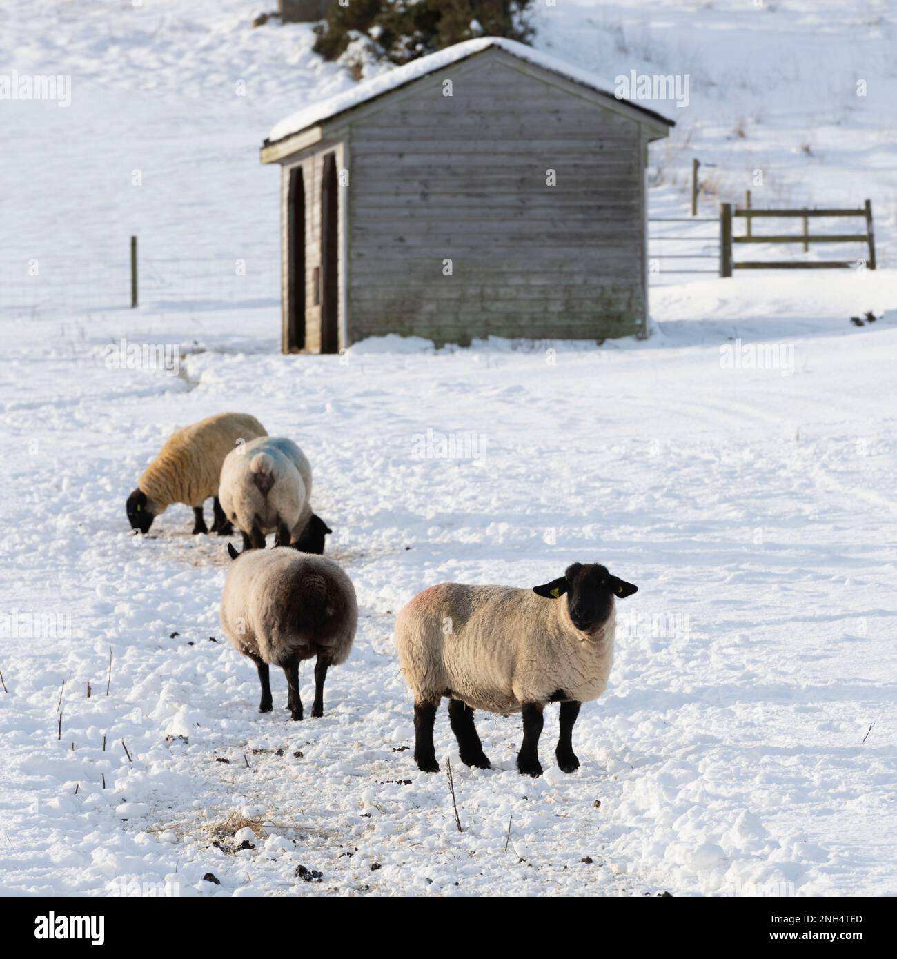 Blue texel sheep -Fotos und -Bildmaterial in hoher Auflösung – Alamy