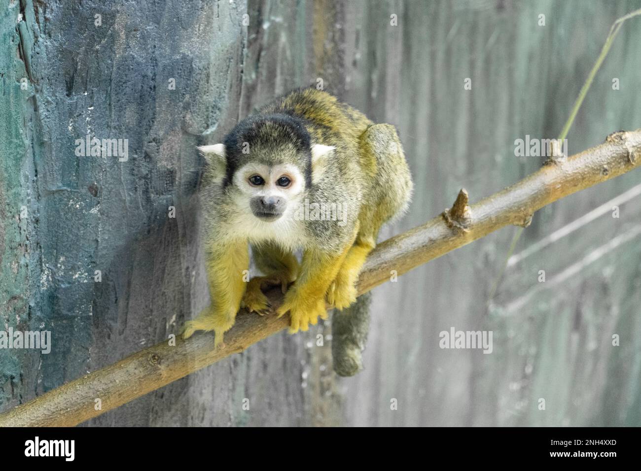 Kleiner tiergarten -Fotos und -Bildmaterial in hoher Auflösung – Alamy