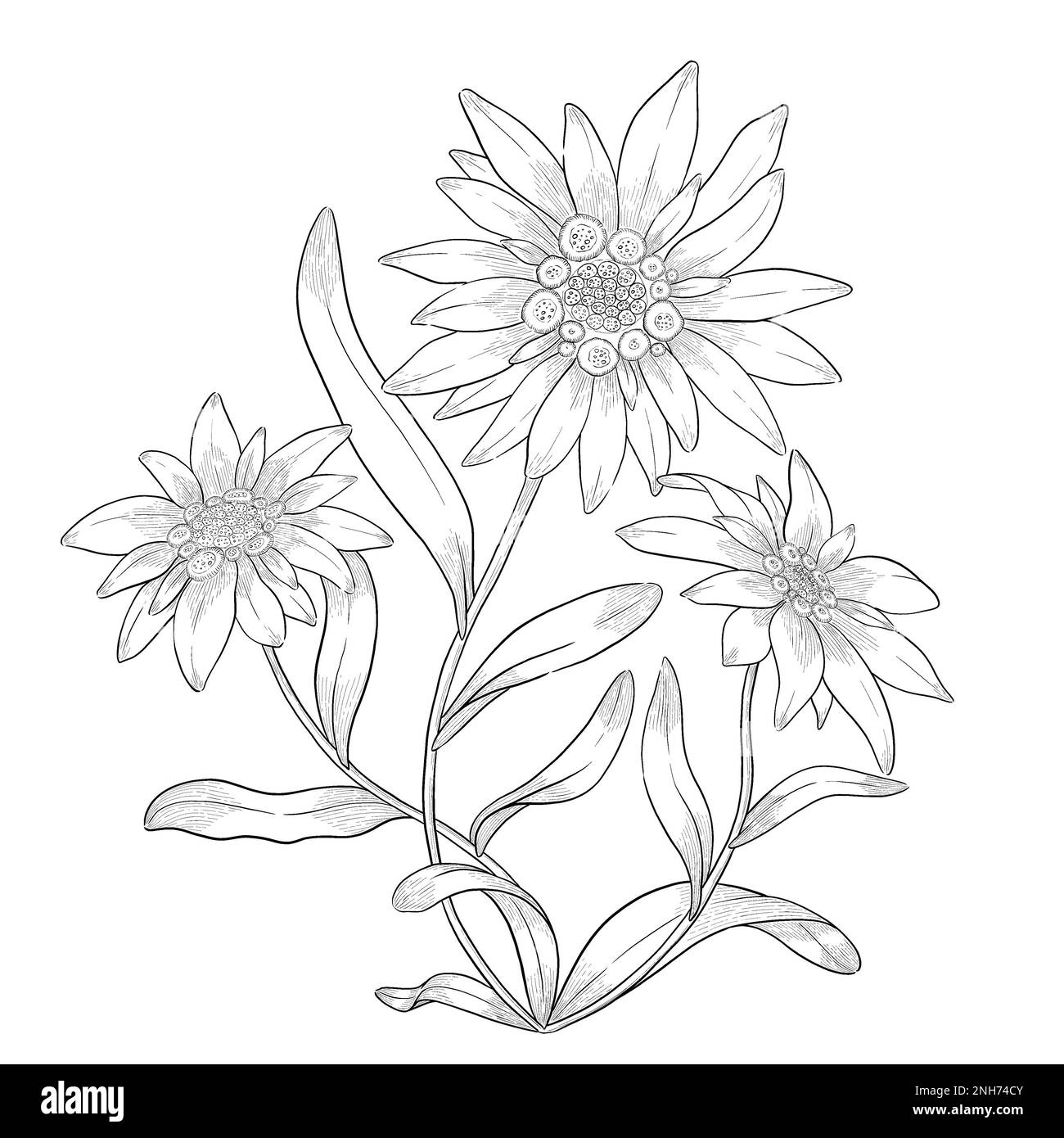 Edelweißblüten als Umriss dargestellt. Strichzeichnungen digital gezeichnete Illustrationen ...