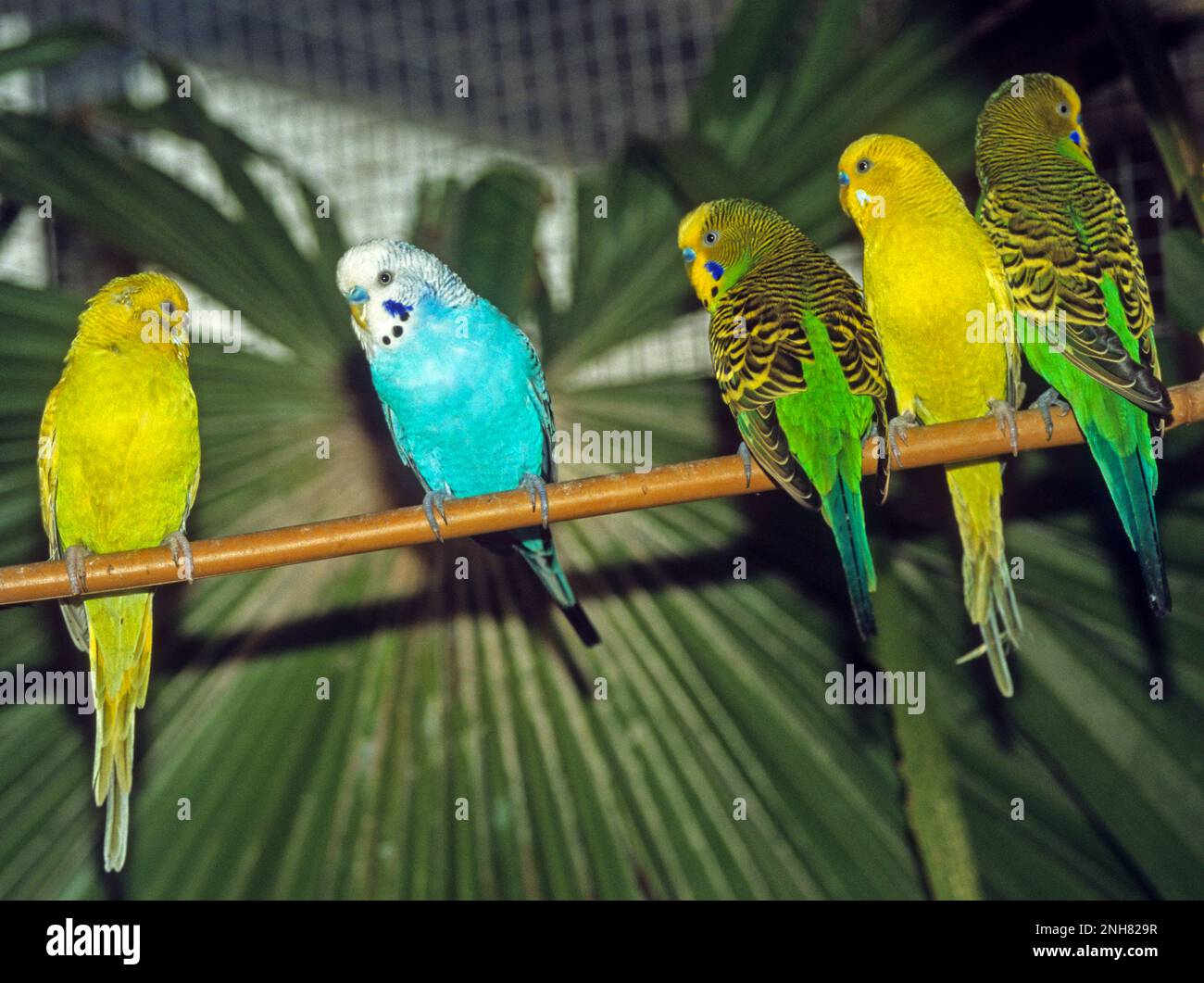 Wellensittich begleiter -Fotos und -Bildmaterial in hoher Auflösung – Alamy