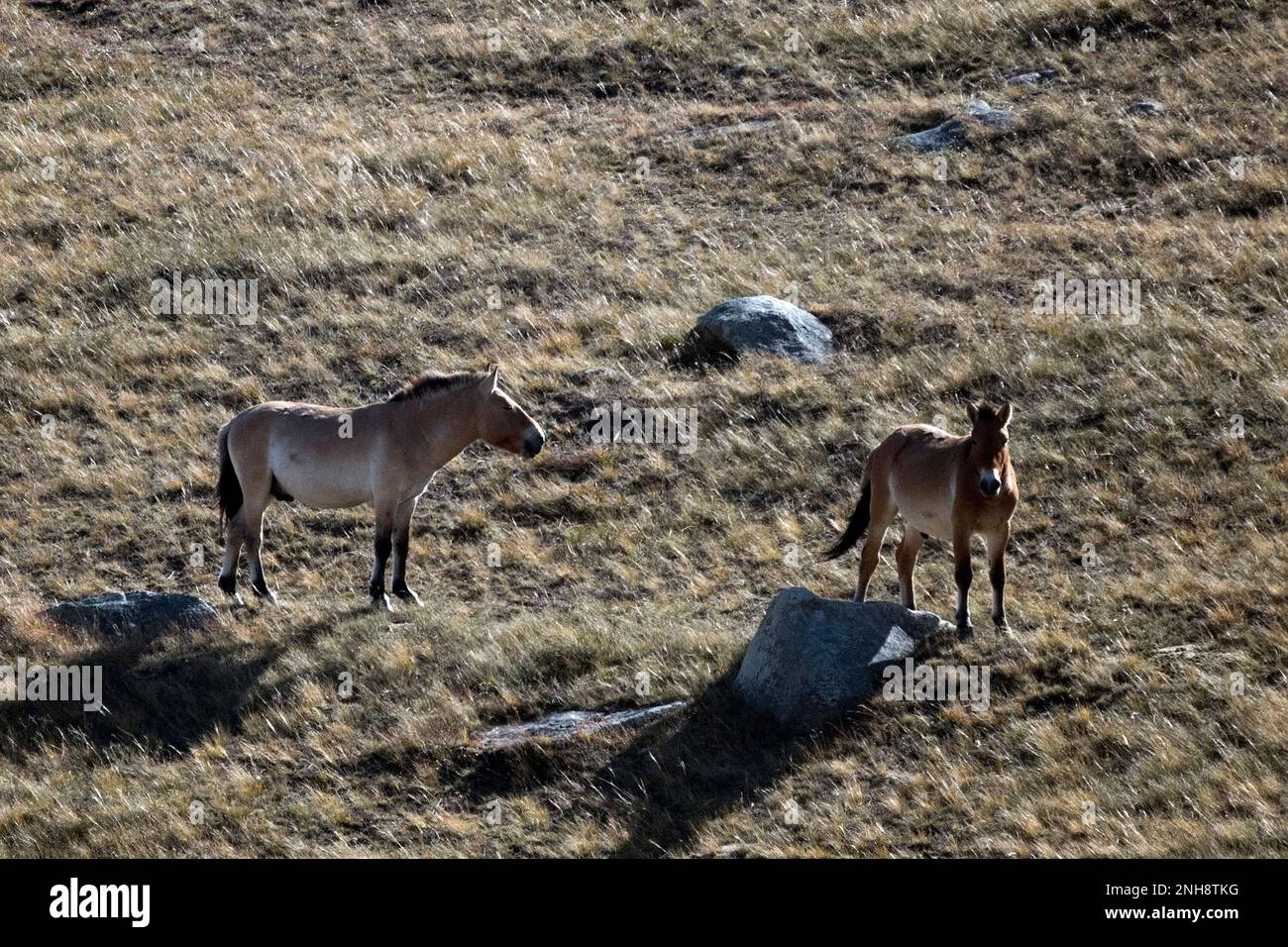 Das Pferd des Przewalskis (Equus ferus przewalskii), das in der ...