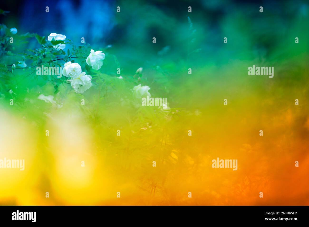 Kultivierte rosen -Fotos und -Bildmaterial in hoher Auflösung – Alamy