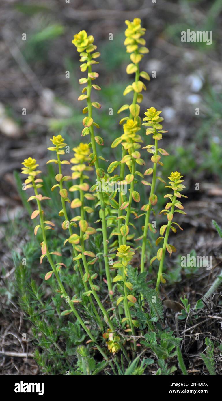 Pisi sativi -Fotos und -Bildmaterial in hoher Auflösung – Alamy