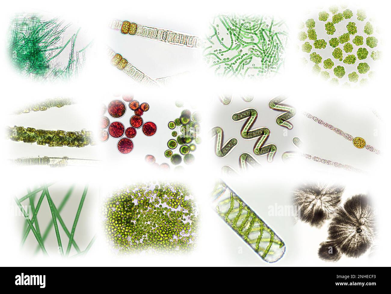 Algen und cyanobakterien -Fotos und -Bildmaterial in hoher Auflösung ...