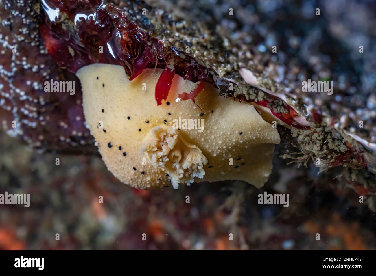 Archidoris montereyensis -Fotos und -Bildmaterial in hoher Auflösung ...