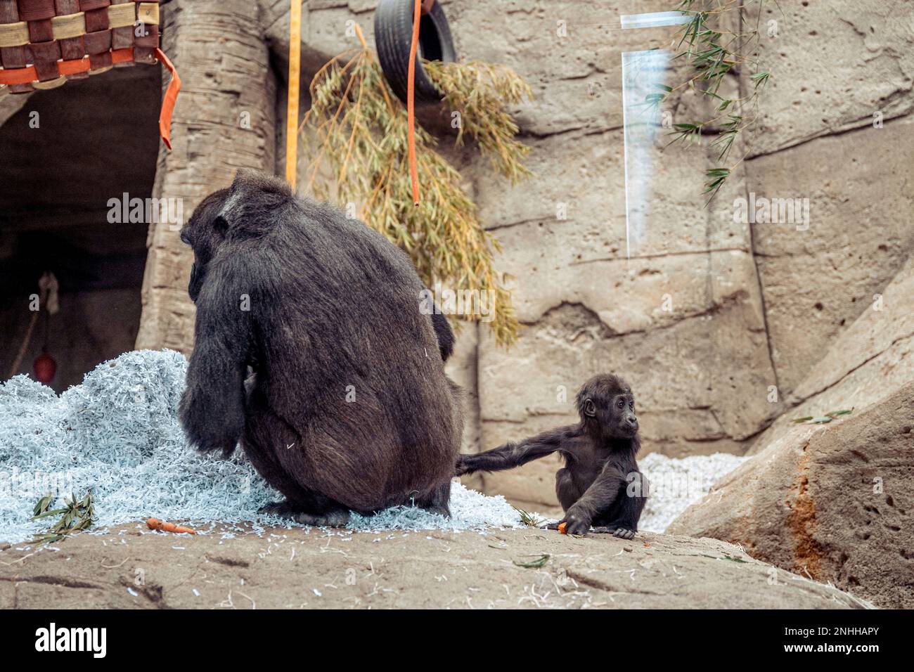 A gorilla and her cub in their space at the Madrid Zoo Aquarium on ...