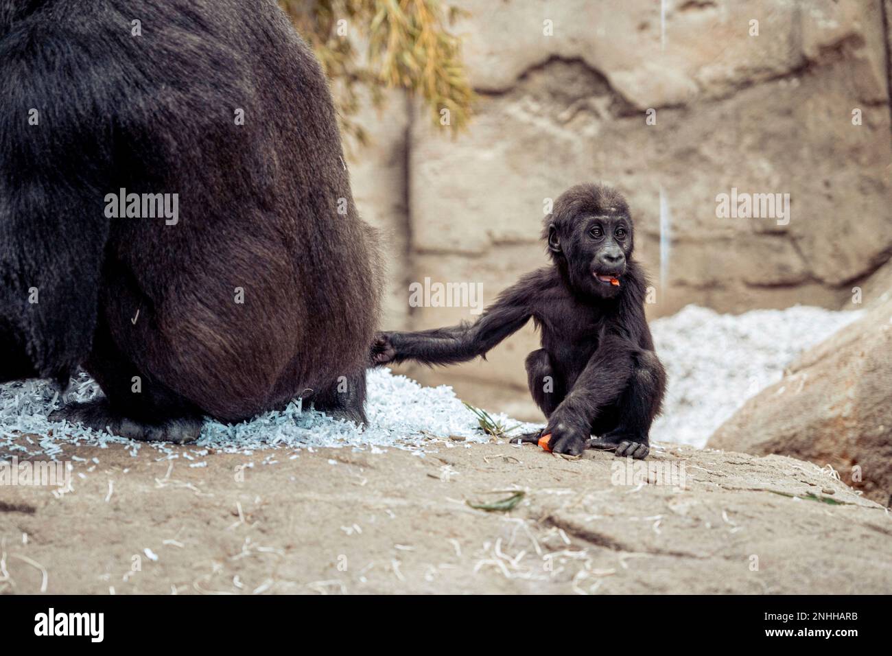 A gorilla and her cub in their space at the Madrid Zoo Aquarium on ...