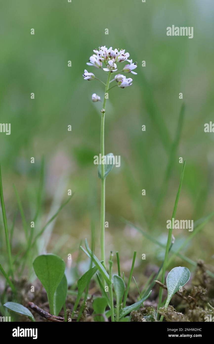 Thlaspi caerulescens, auch Noccaea caerulescens genannt, allgemein ...