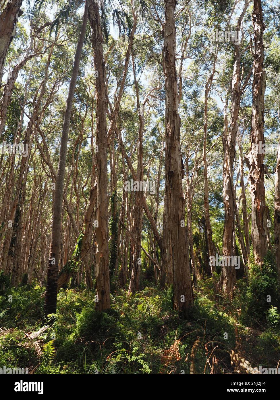 Paperbark tree walk -Fotos und -Bildmaterial in hoher Auflösung – Alamy