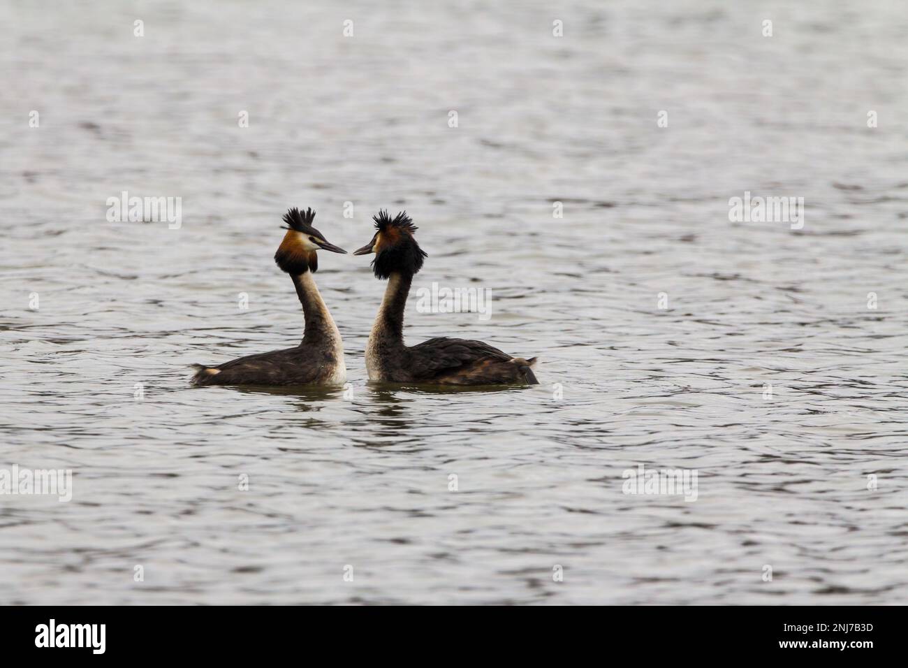 Große Schlangenschwänze zeigen Podiceps cristatus, zwei schwarze Wappen ...