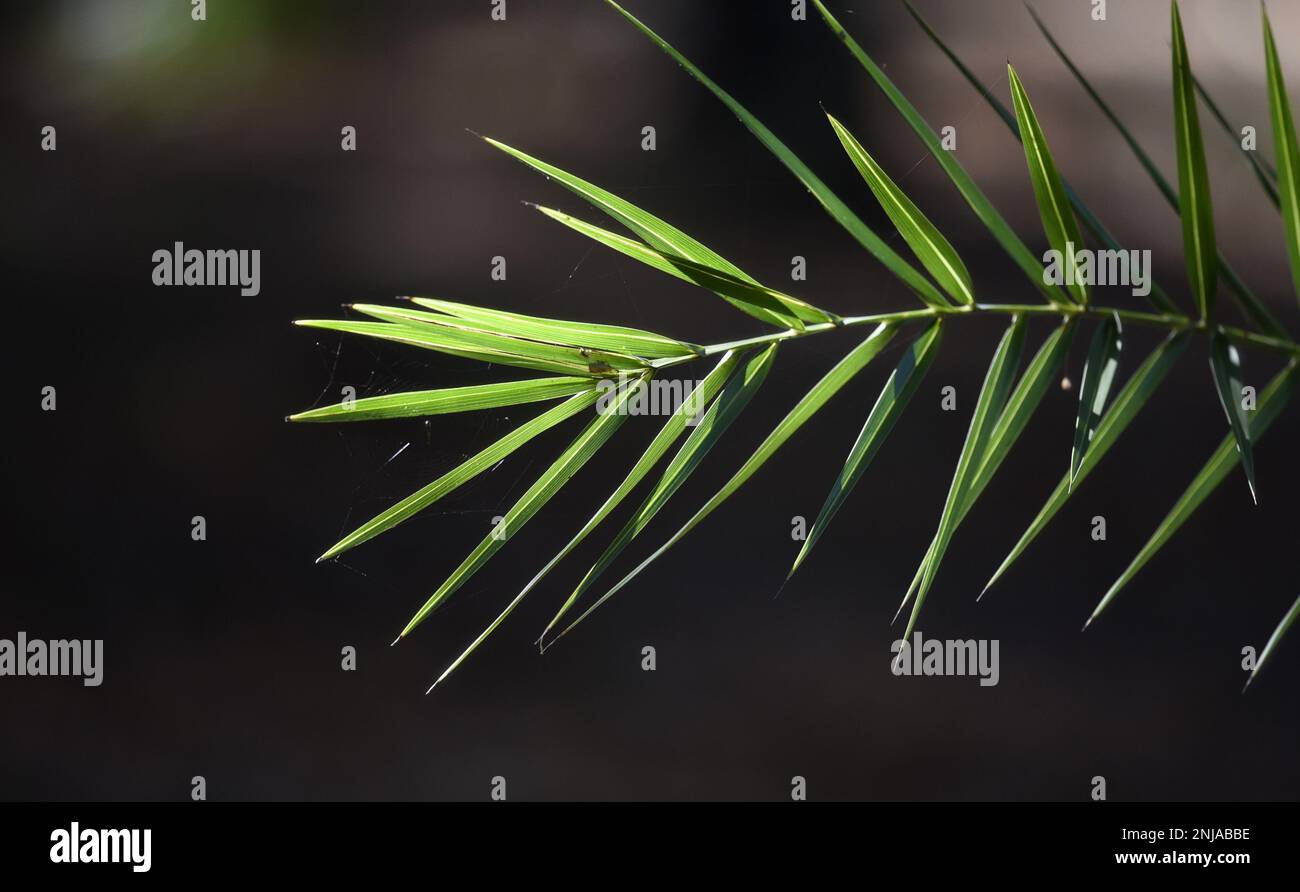 Phönix theophrasti -Fotos und -Bildmaterial in hoher Auflösung – Alamy