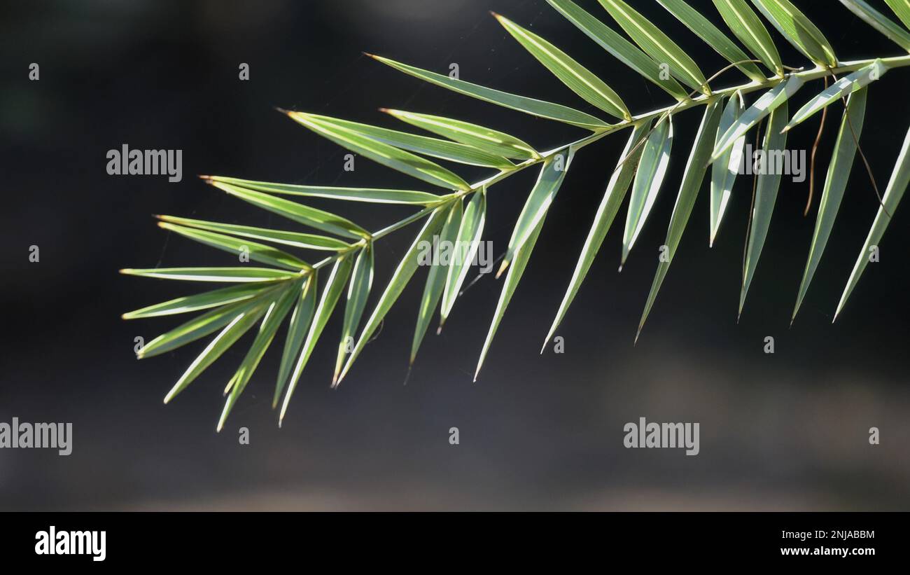 Phönix theophrasti -Fotos und -Bildmaterial in hoher Auflösung – Alamy