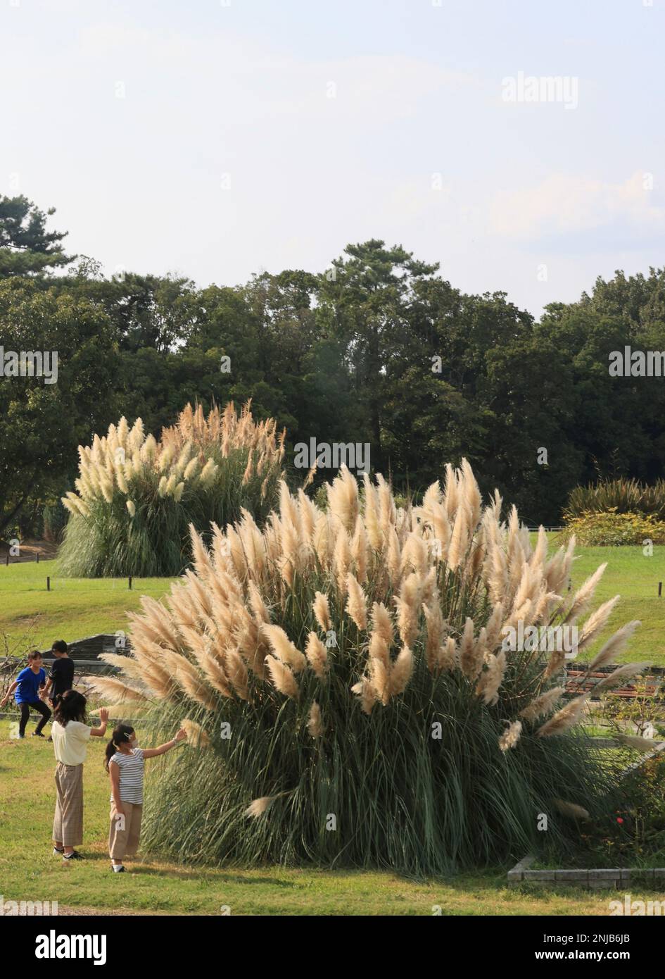 Huge plumes of swaying pampas grass greet visitors, a sign of the ...