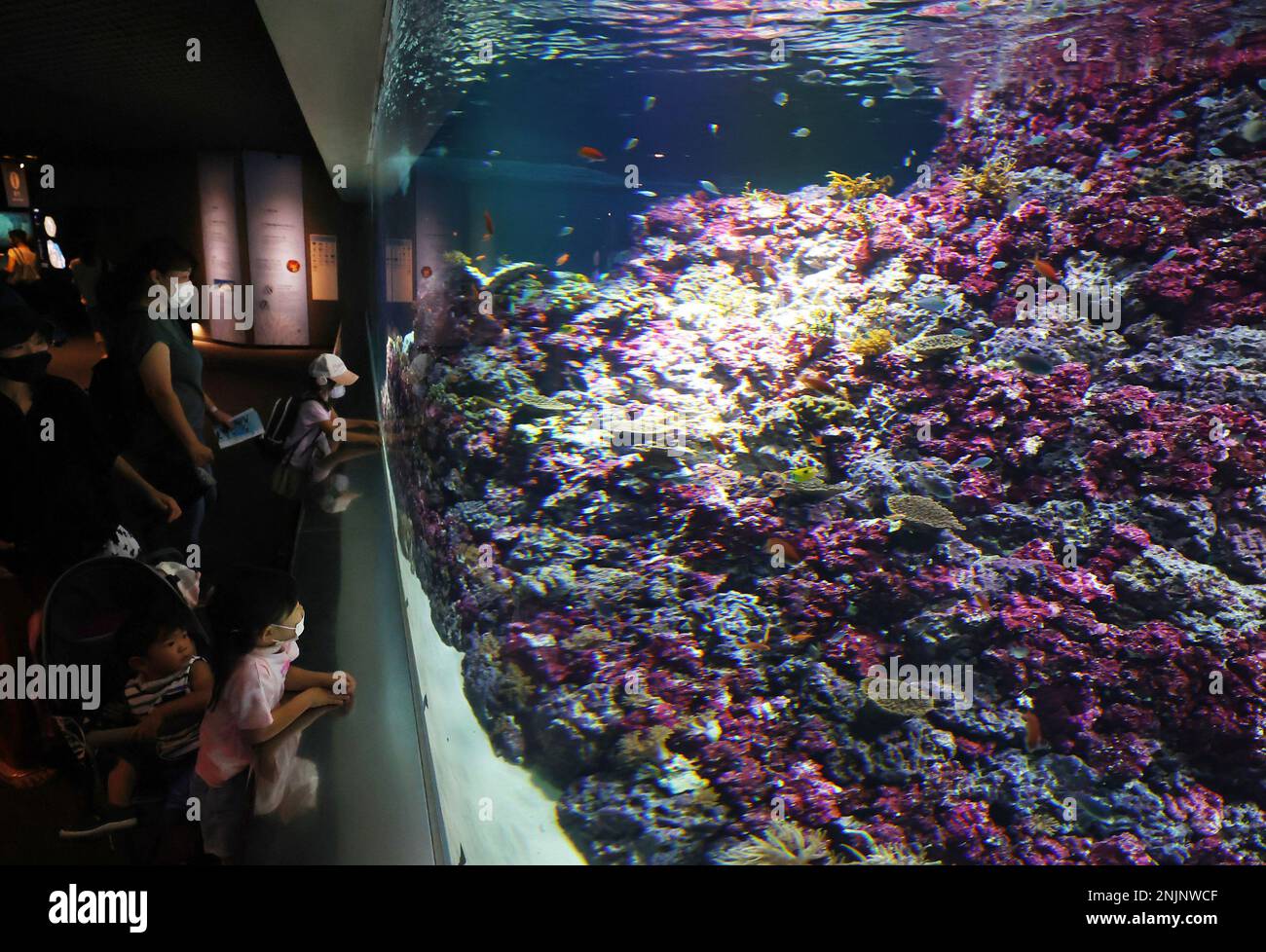 A new water tank called The sea of coral reefs is unveiled to visitors ...