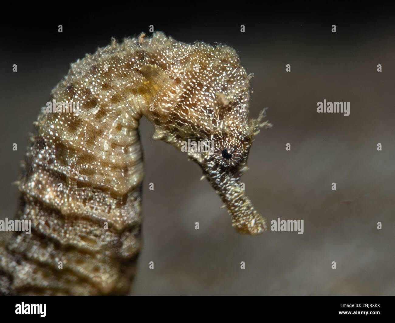 Unterwasserfotografie zypern -Fotos und -Bildmaterial in hoher Auflösung – Alamy