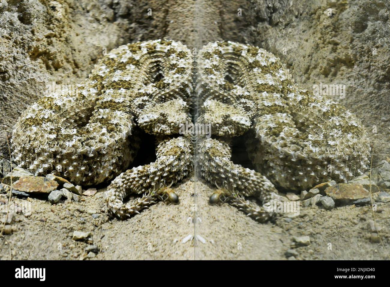 Pseudocerastes urarachnoides -Fotos und -Bildmaterial in hoher ...