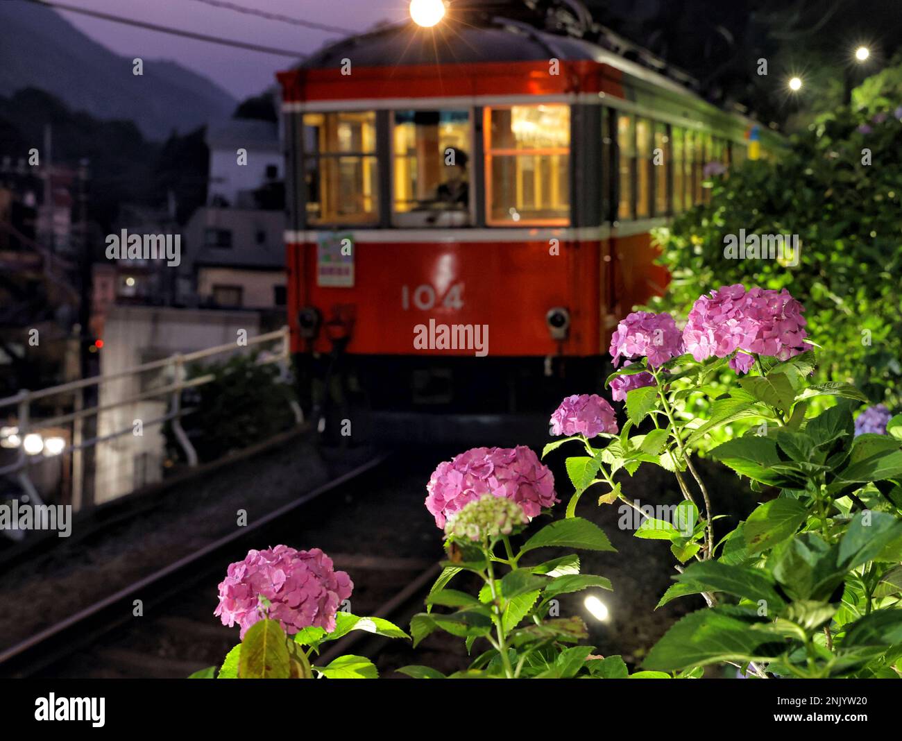 A train car of the Hakone Tozan Railway runs along the hydrangea ...