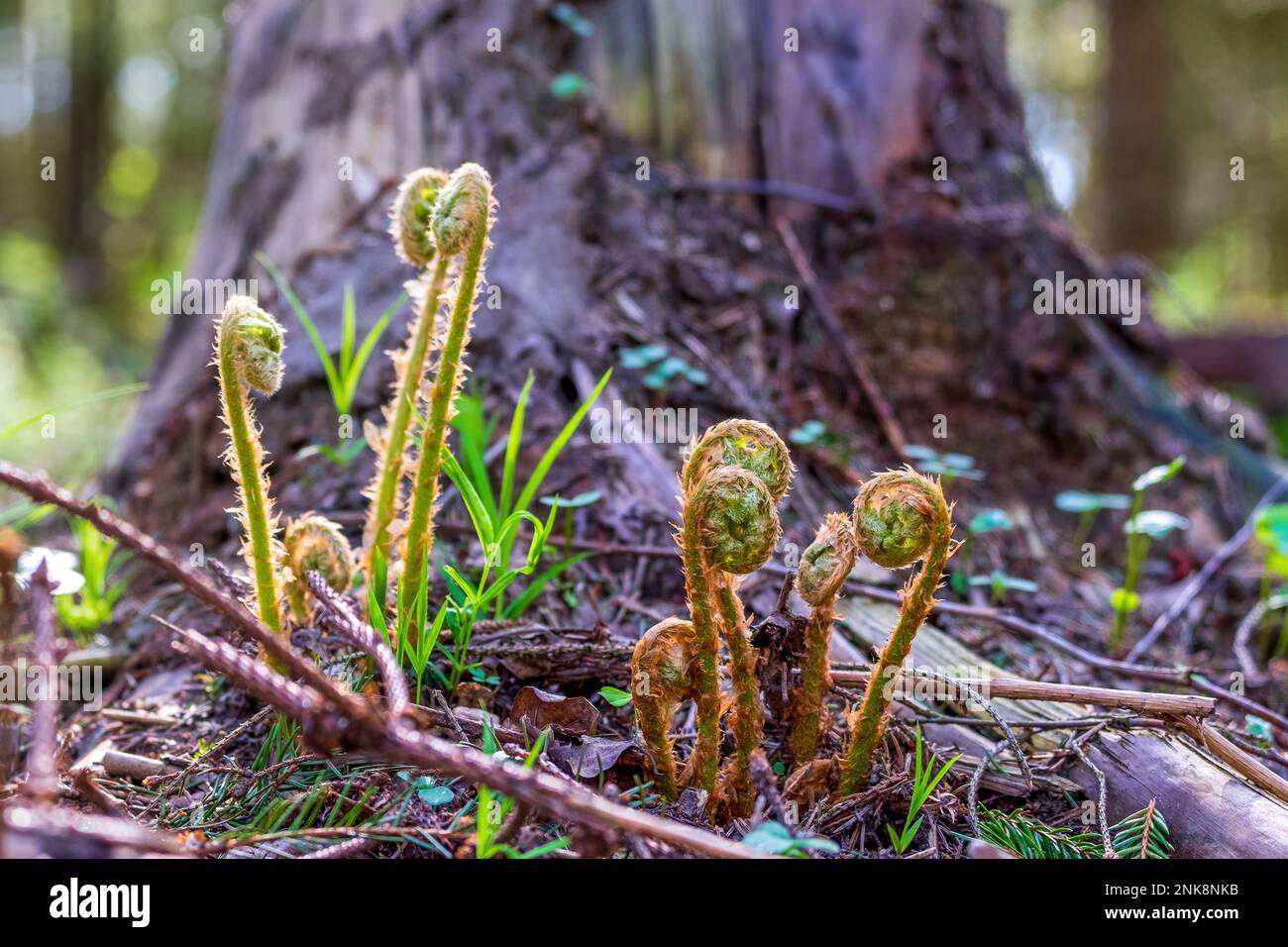 Junge farnpflanzen -Fotos und -Bildmaterial in hoher Auflösung – Alamy