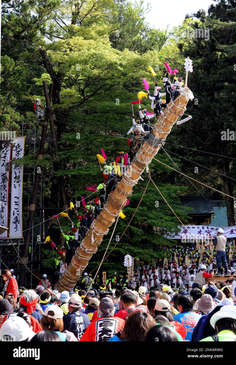 Parishioners of Suwa Shrine ride a huge tree for Onbashira Matsuri ...
