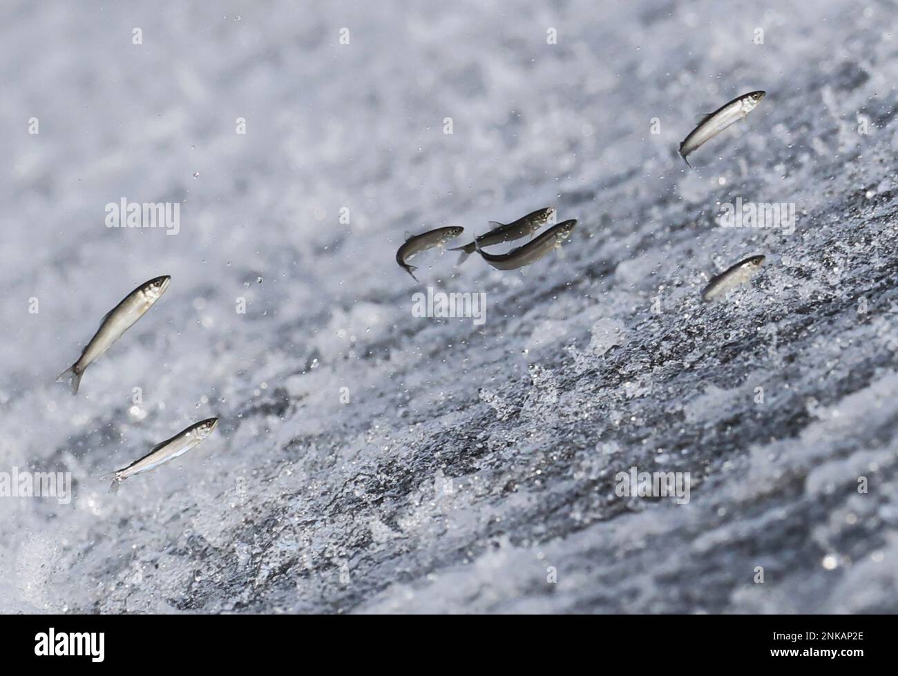 Lots of young sweetfish (Plecoglossus altivelis / Ayu in Japanese) run ...