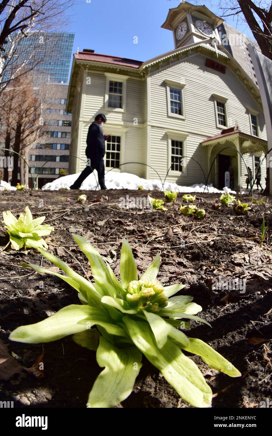 A Japanese butterbur (petasites japonicus / giant butterbur / great ...