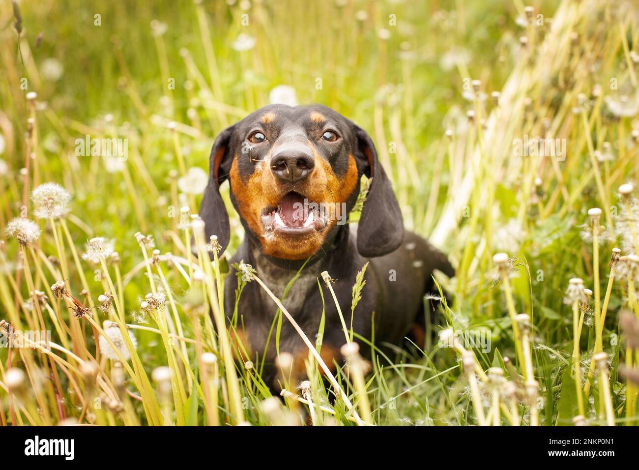 Teckel aggressive -Fotos und -Bildmaterial in hoher Auflösung – Alamy