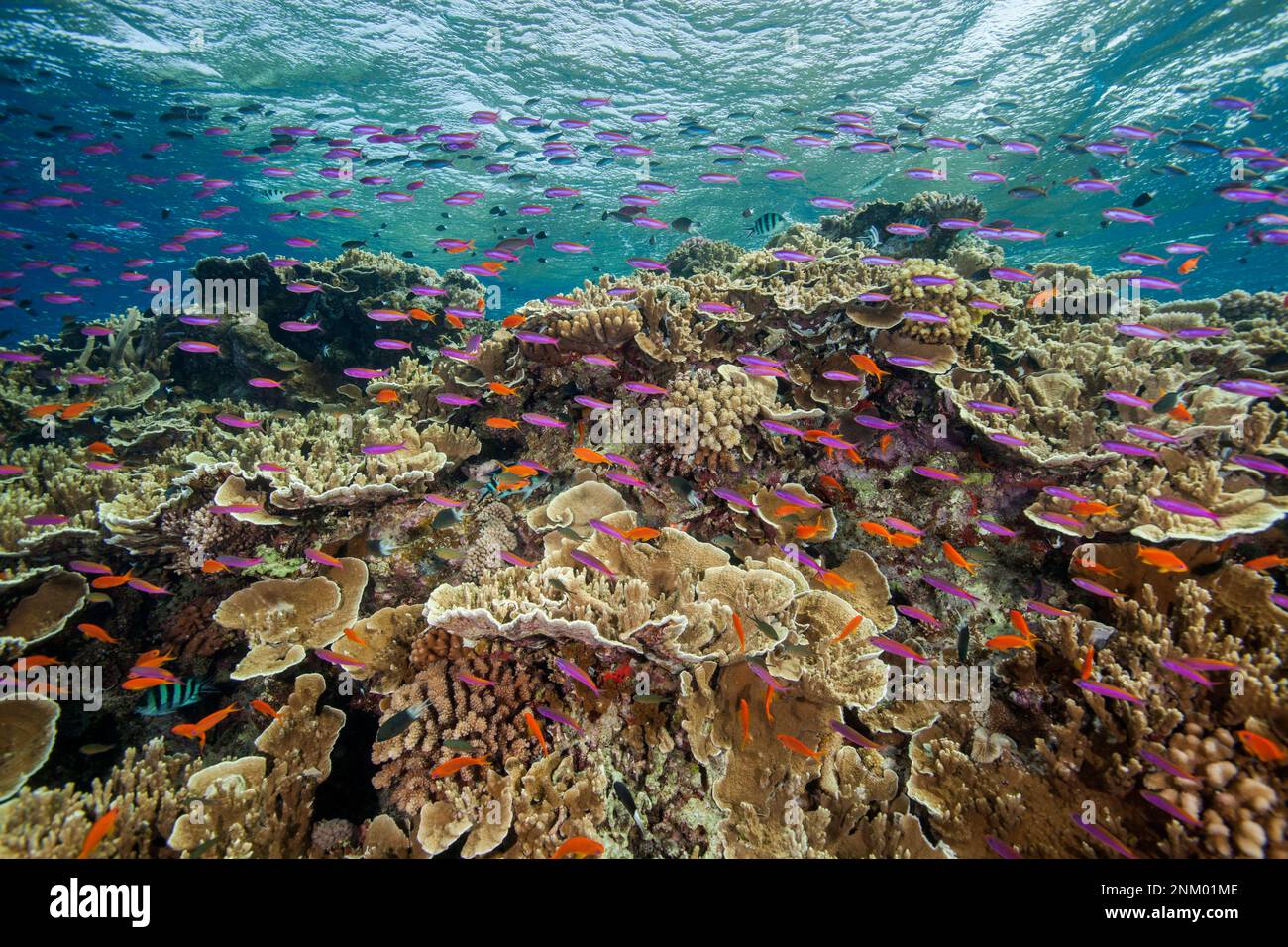 In this photo provided by the Great Barrier Reef Marine Park Authority ...