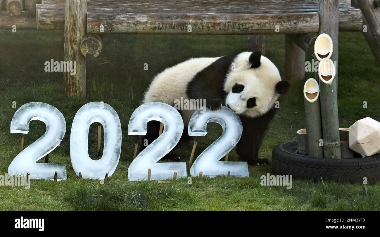 Fuhin, a female giant panda, sniffs an ice sculpture heralding the New ...