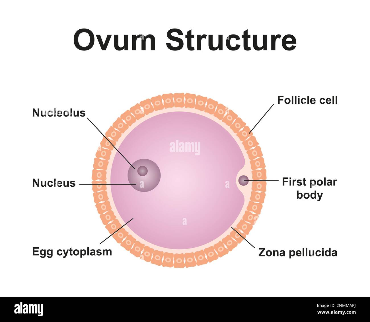 Estructura del sistema reproductivo -Fotos und -Bildmaterial in hoher ...