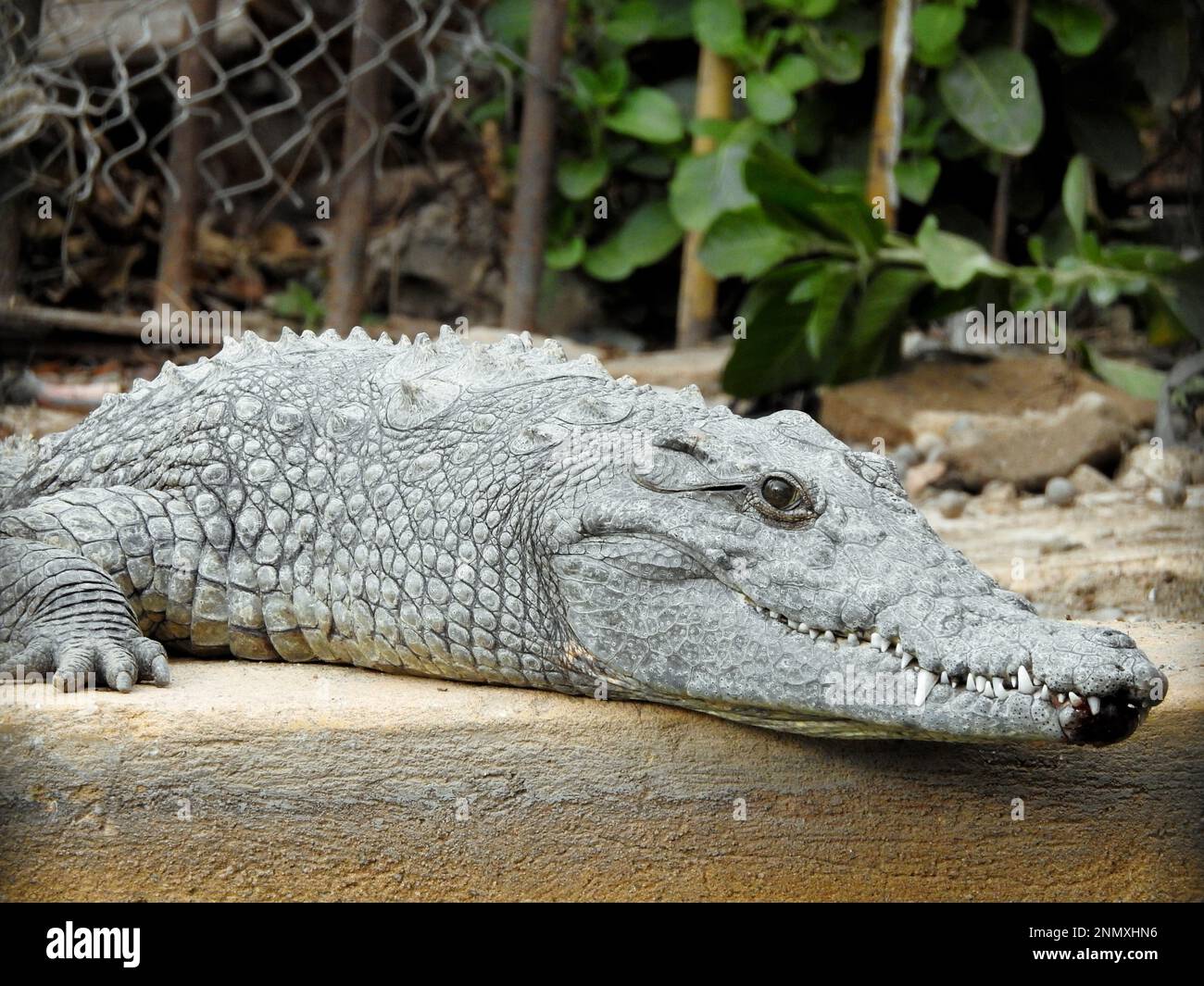 Das Nilkrokodil (Crocodylus niloticus), ein großer Krokodil, der in ...